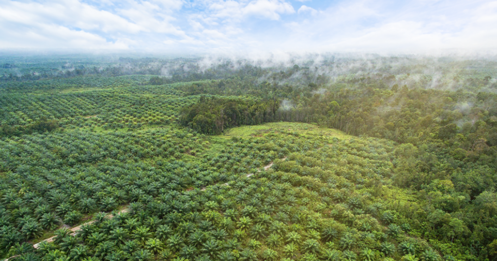 Crop Monitoring with Quarto - LintraMax | Quarto