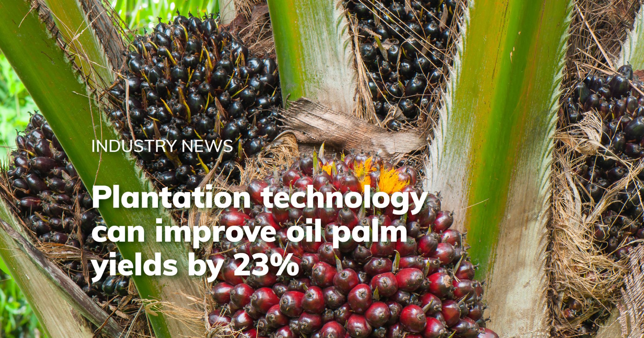 Technology can improve palm oil yields by up to 23% - LintraMax | Quarto