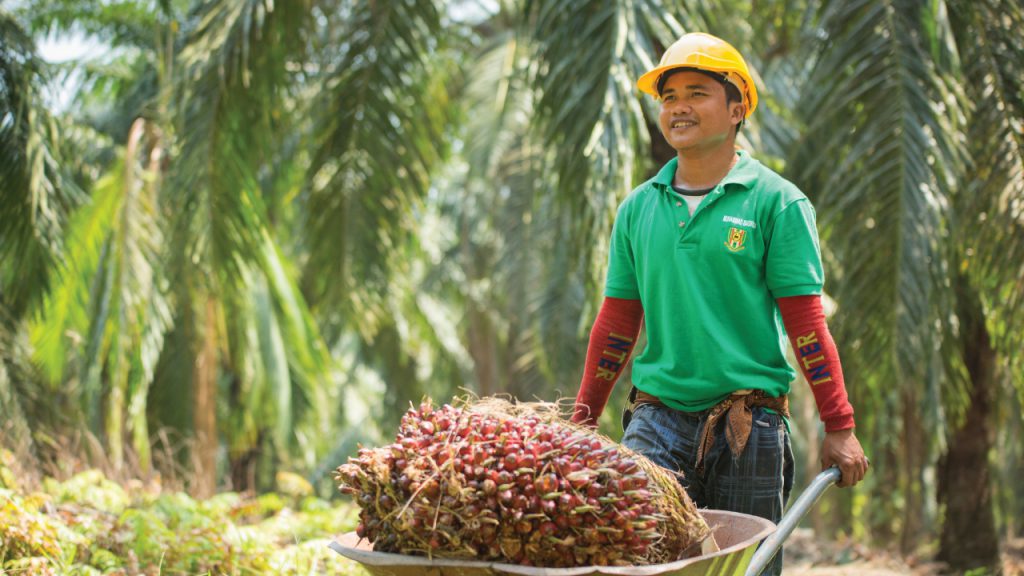 Reduce your plantation output risk - LintraMax | Quarto