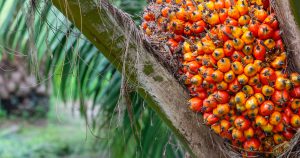 Spotlight - LintraMax | Quarto